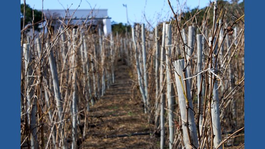 A COVID lockdown led this woman to plant a vineyard at her parents ...
