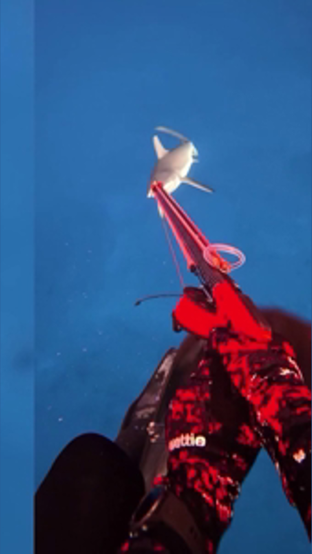 WATCH: Diver survives dramatic shark attack in Fiji | kens5.com
