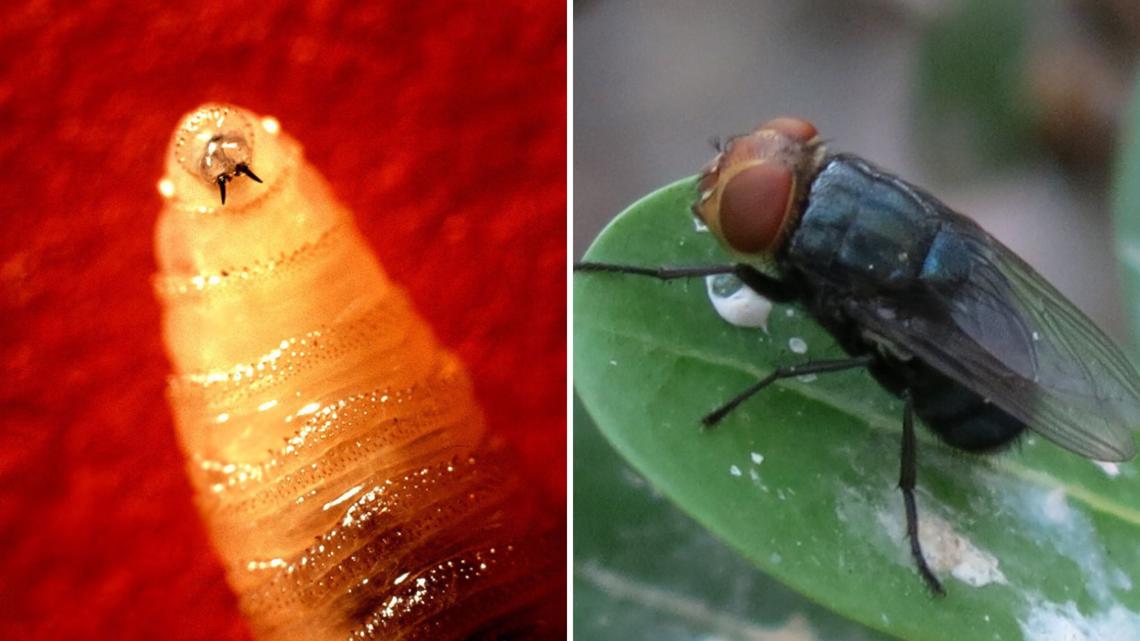 Flesh-eating fly case near Texas border triggers alarms for state ...