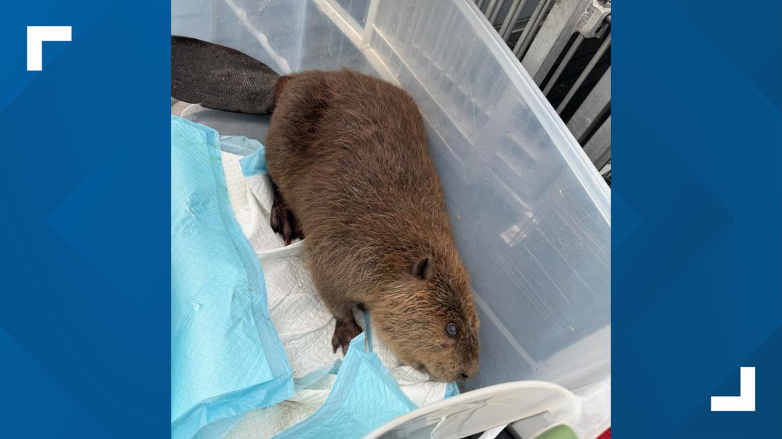 College Station, Texas Animal Control rescue beaver from dog park ...