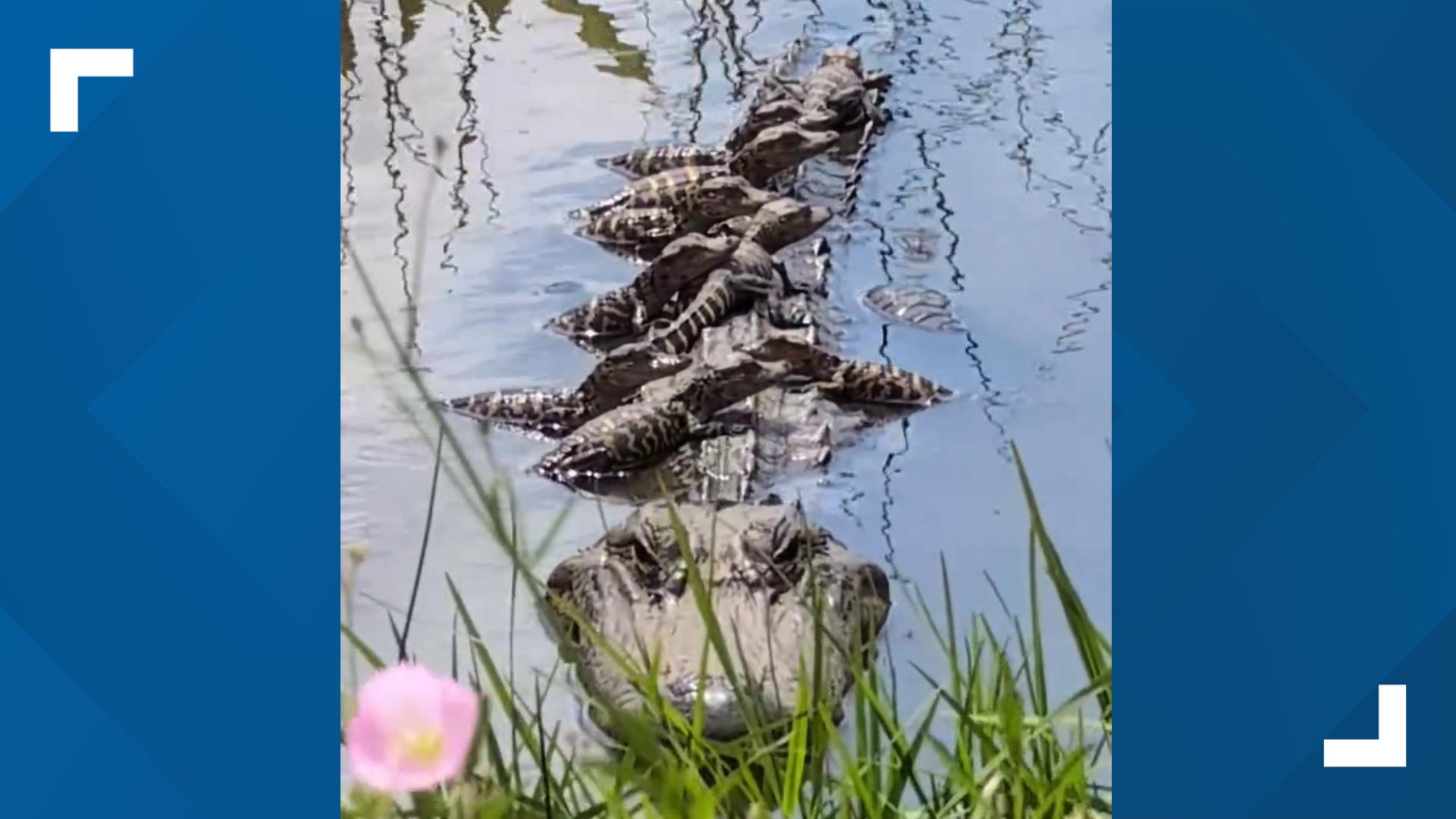Alligator with 26 babies spotted at Cattail Marsh | kens5.com