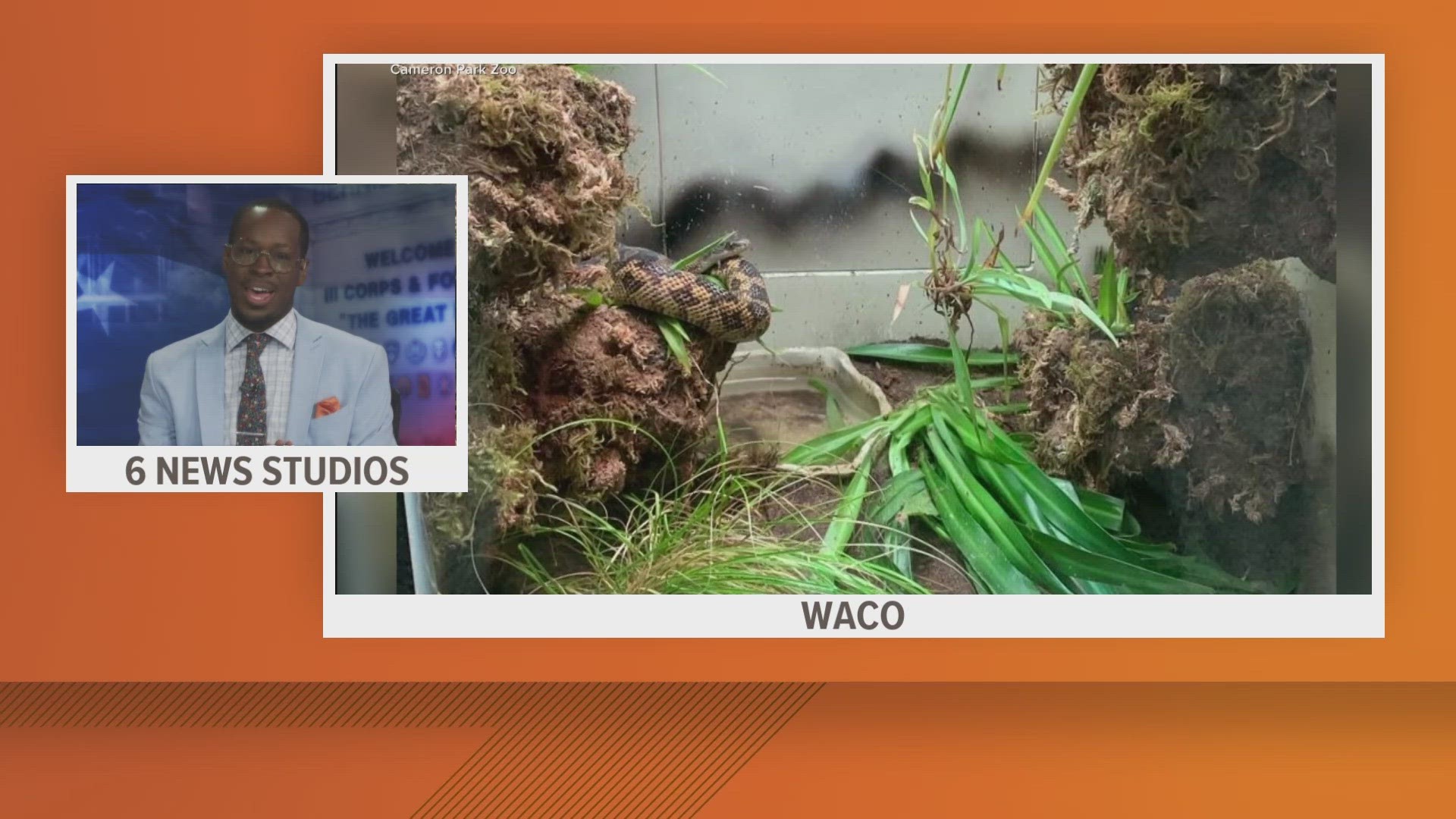 Waco, Texas News: Two-headed snakes makes return to Waco Zoo | kens5.com