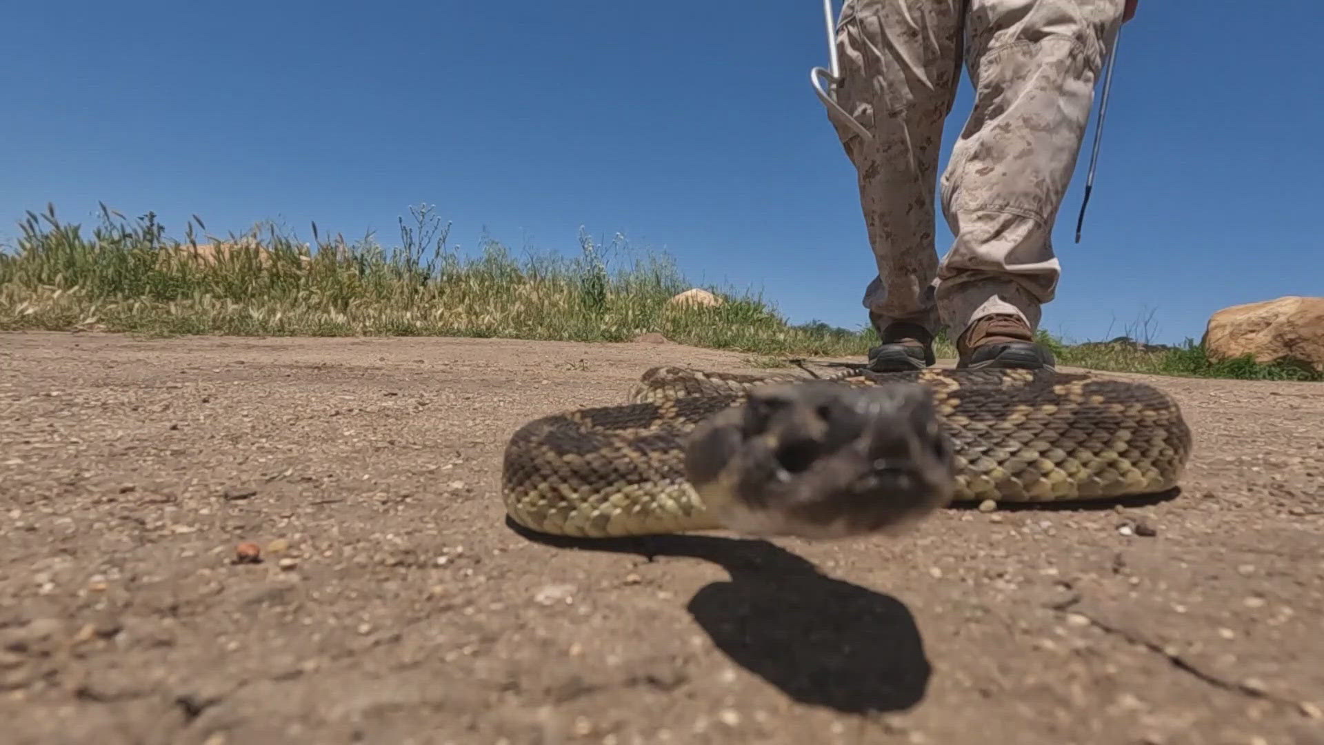 Lorena child bitten by snake expected to recover | How Texans can stay ...