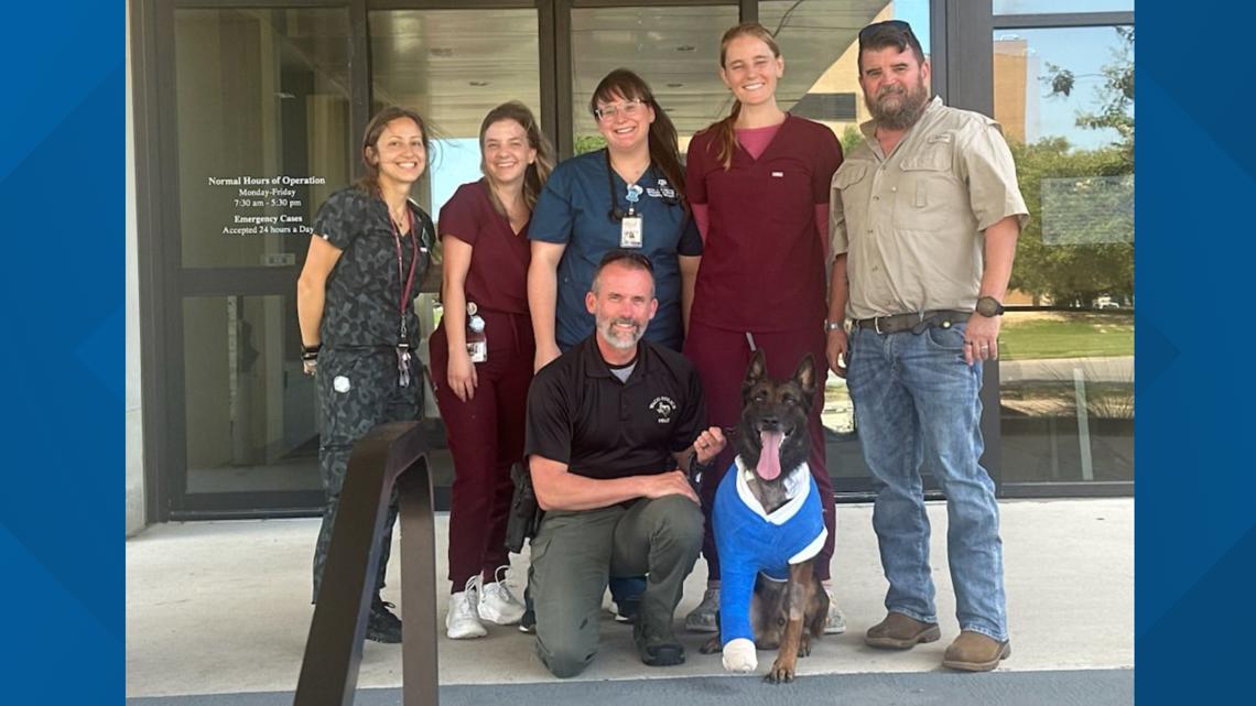 Waco Police K9 Andor returns home after being shot | kens5.com