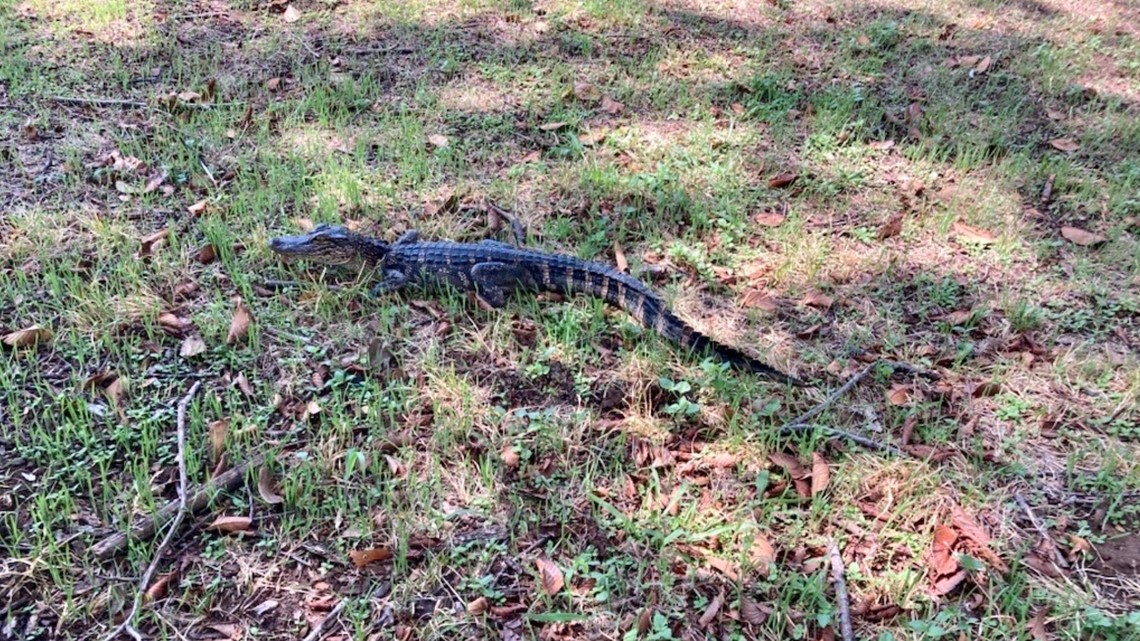 Waco, TX News | Alligator spotted near Brazos Park East | kens5.com