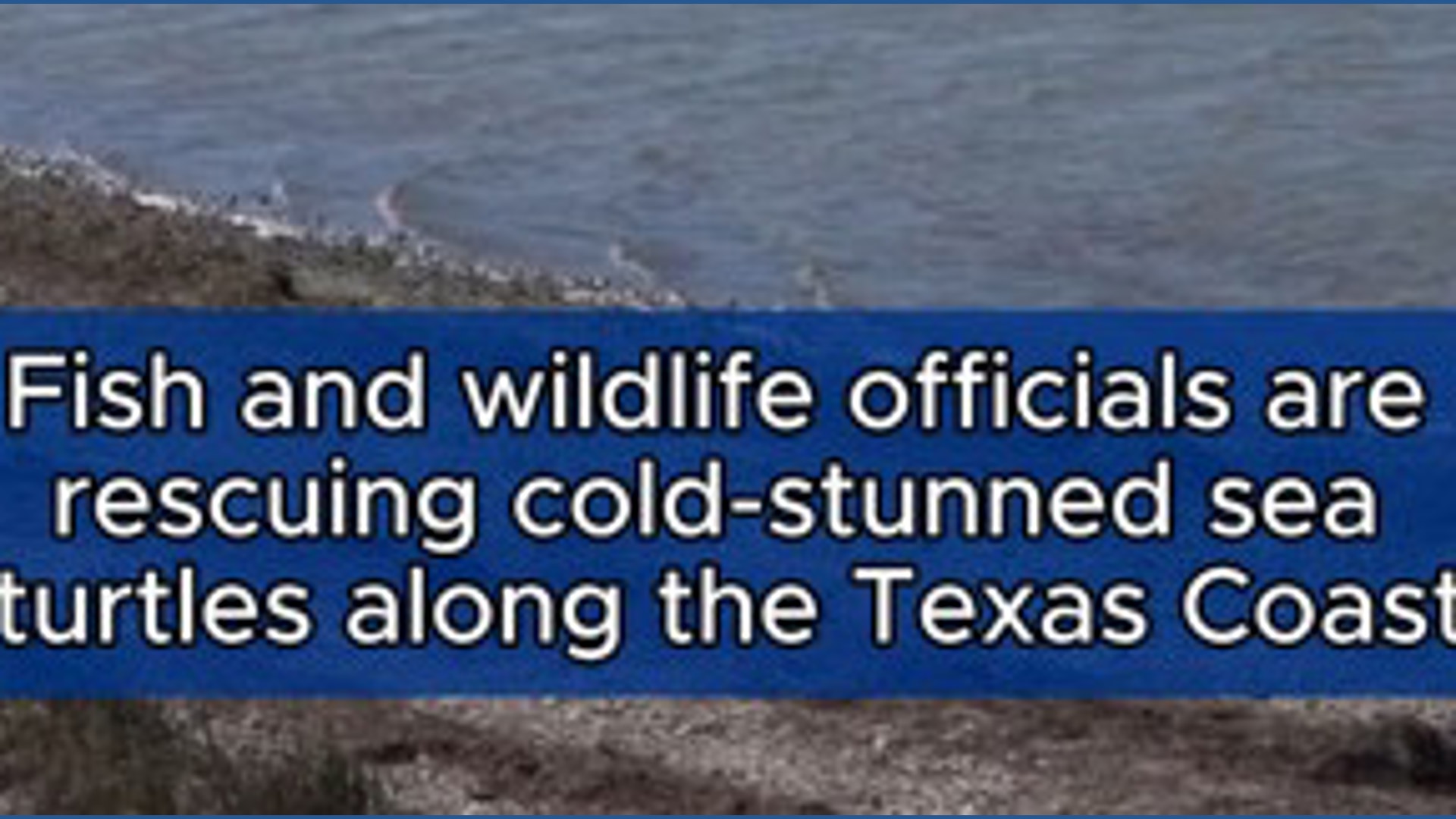 Texas volunteers rescue cold-stunned sea turtles | kens5.com