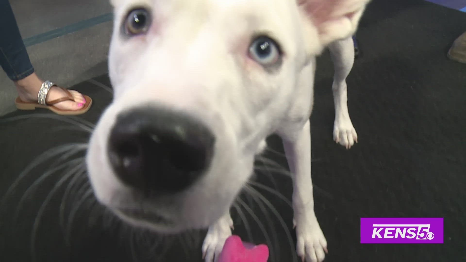 Furry friends ready for adoption | Great Day SA | kens5.com