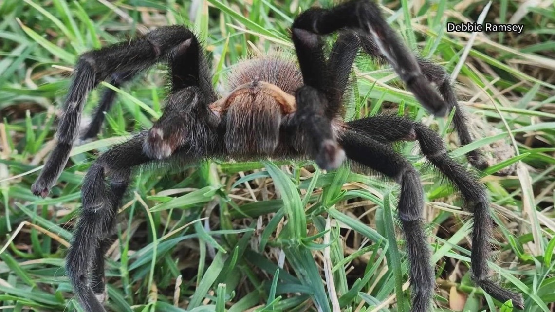 Why tarantulas are taking over Central Texas | kens5.com