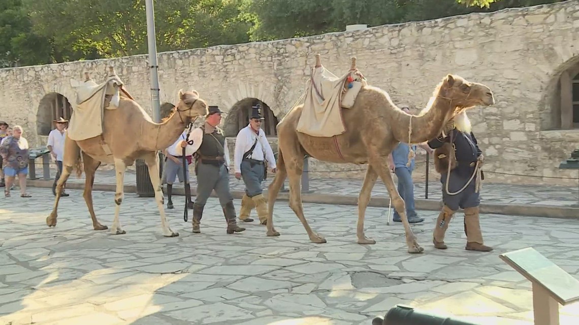 Texas Camel Corps educates visitors on using camels at the Alamo in the ...