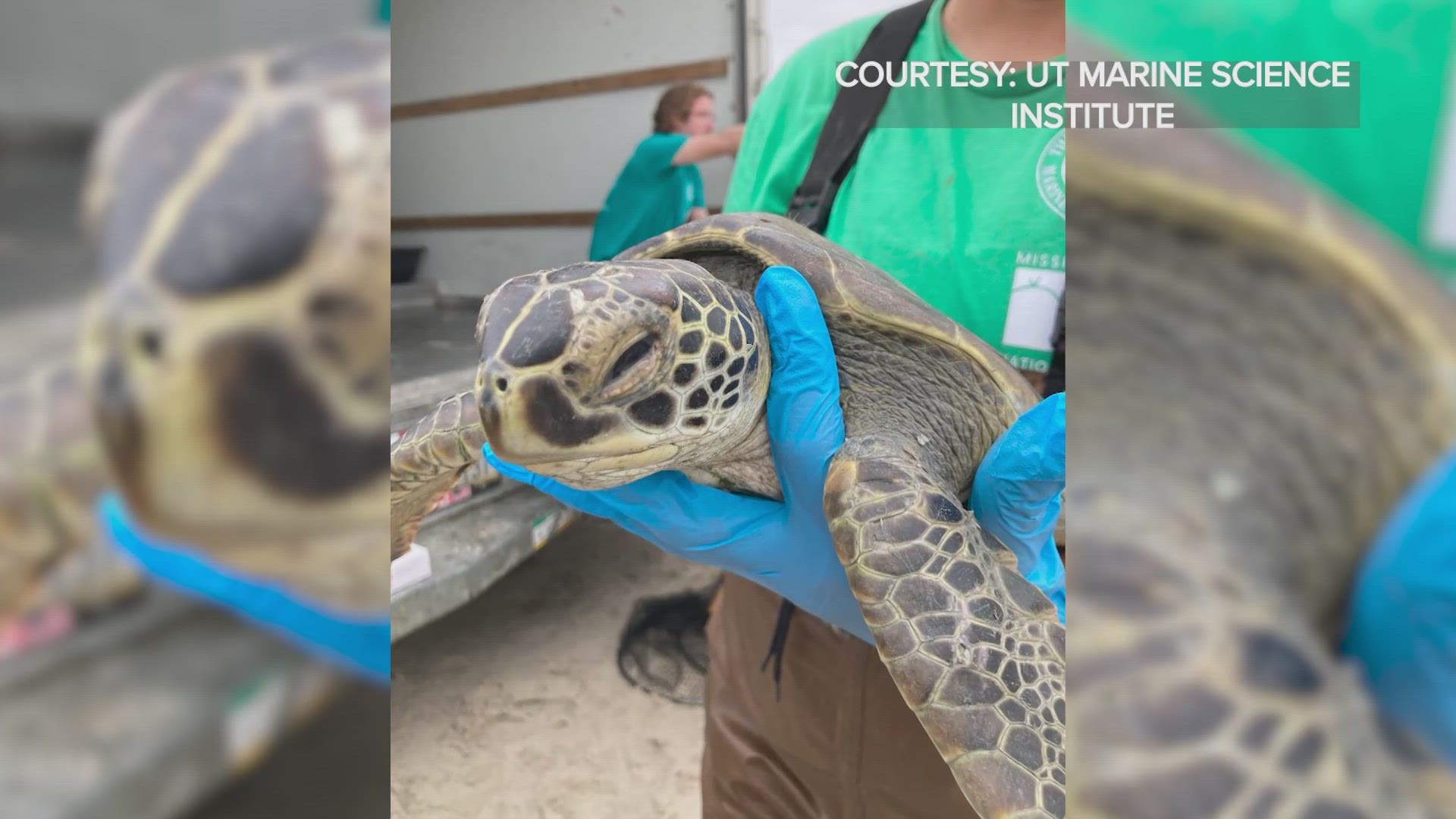 68 sea turtles released in Port Aransas Tuesday morning | kens5.com