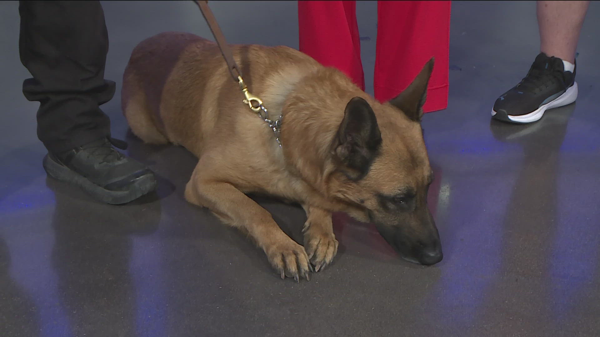 5th Annual Pints and Pups will help raise money for the Comal County K9 ...