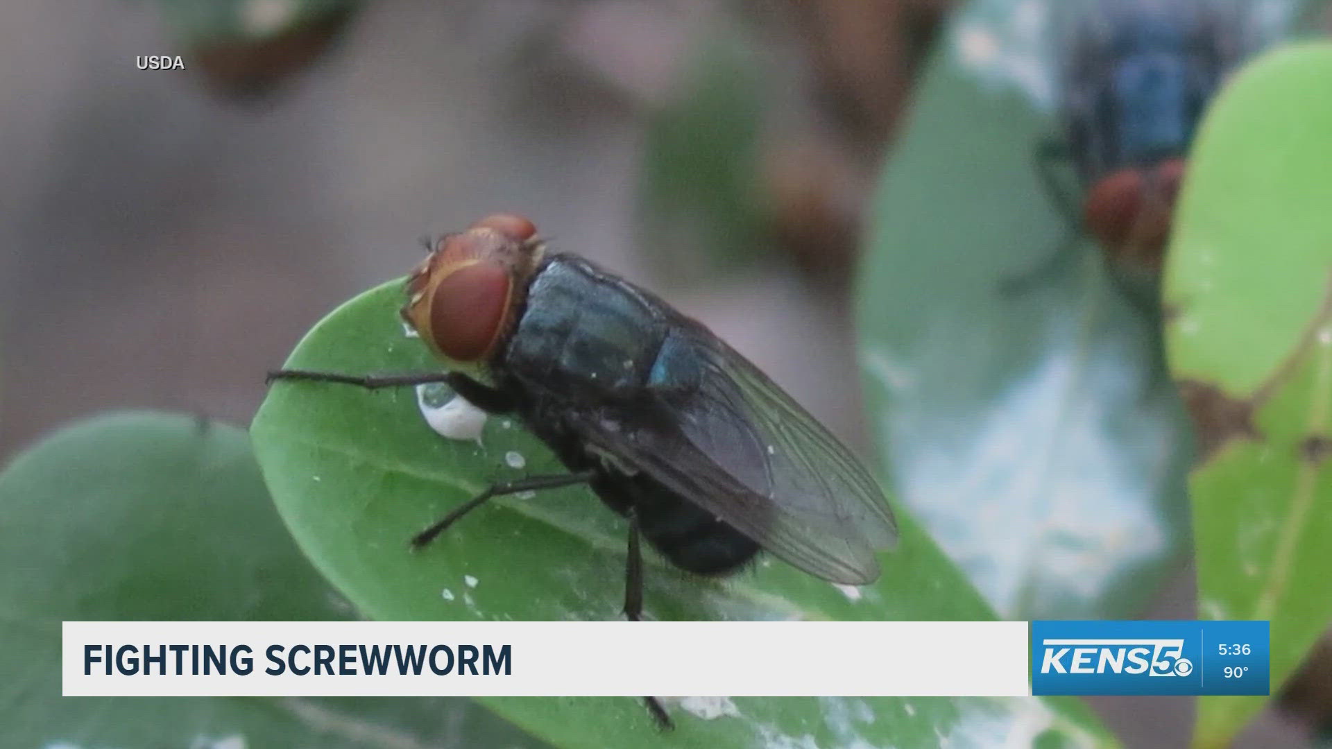 16 new cases of New World Screwworm reported, officials say | kens5.com