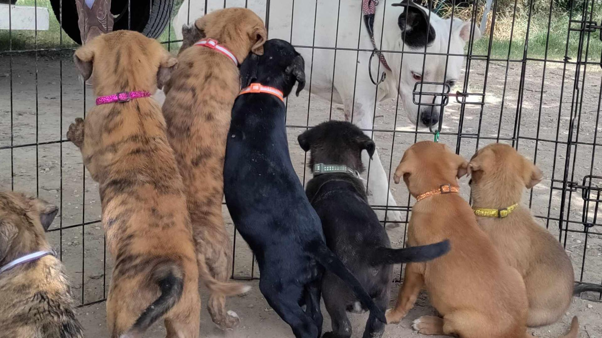 Sweet Boxer Retriever mix named Suzie has been waiting over two years ...