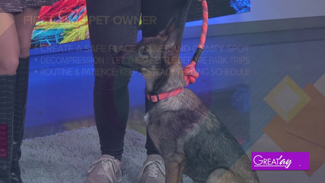 San Antonio Pets Alive! | Great Day SA | kens5.com