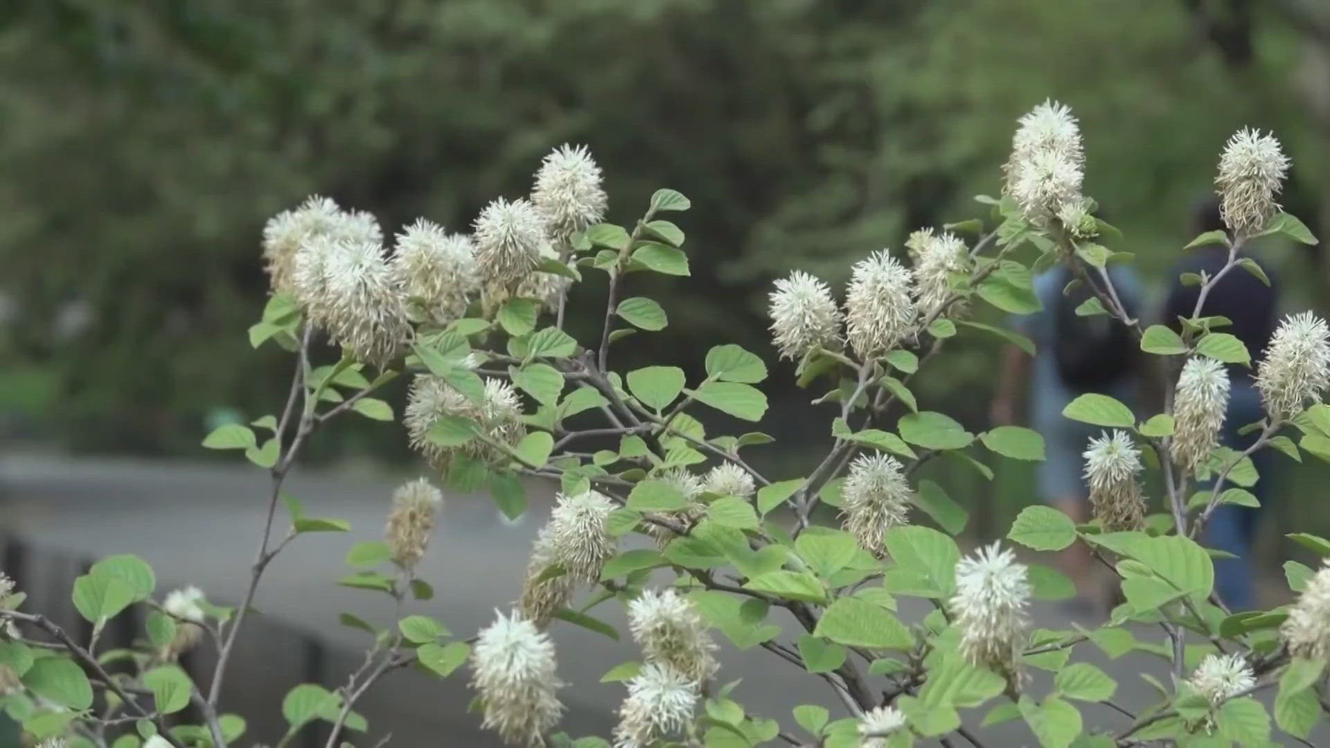 Fall brings first wave of allergies as millions of Americans brace for ...