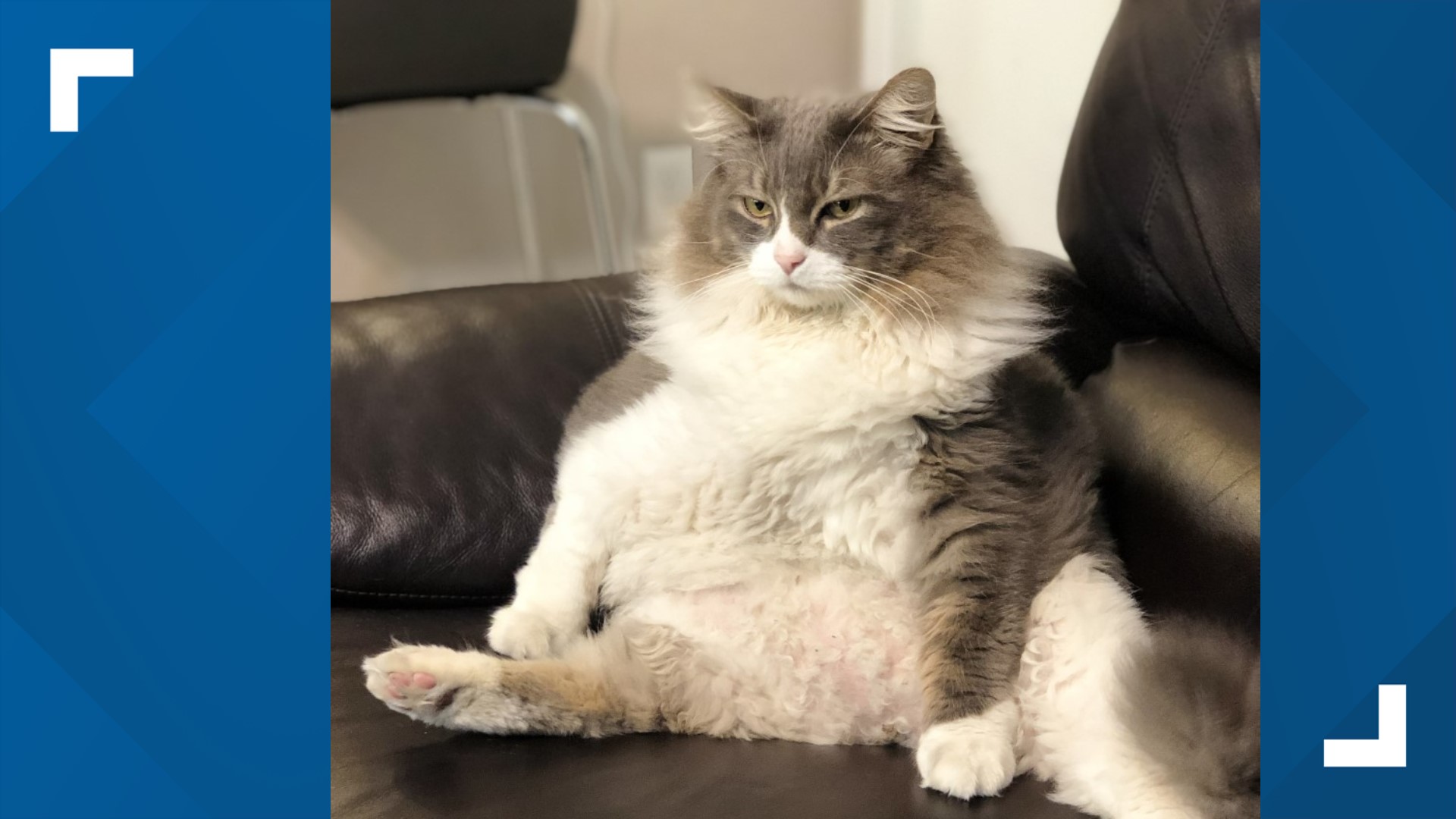 Missing 30-pound cat reunited with family in Gruene | kens5.com