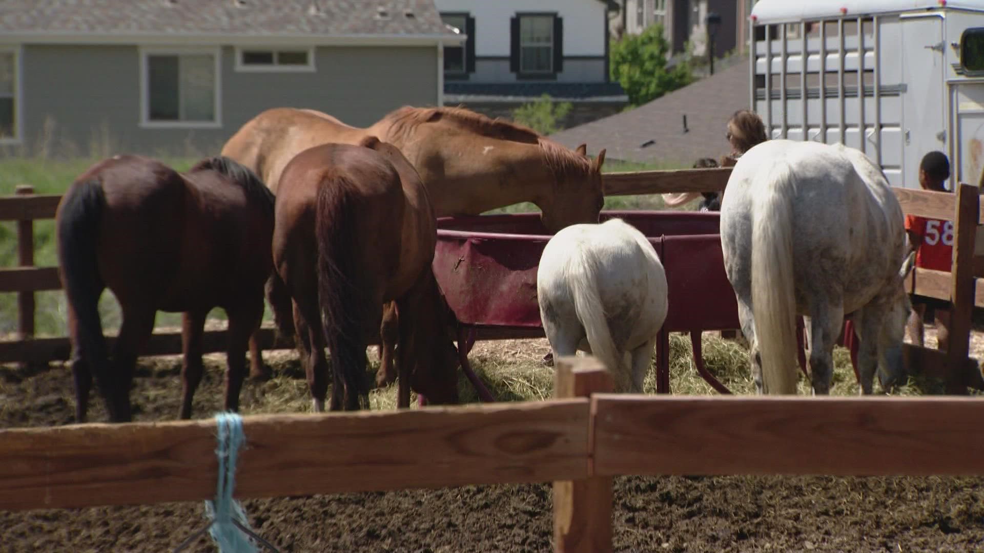 New program using barn animals to help kids with social interactions ...