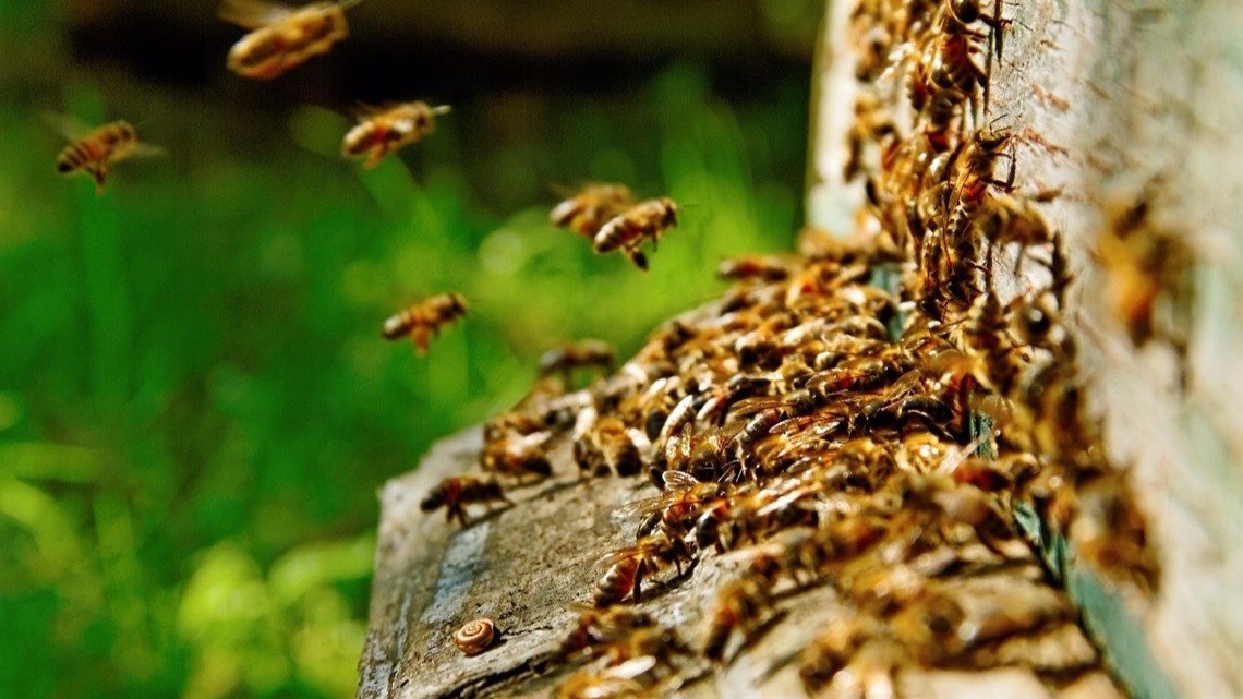 Here's what you should do if you are ever attacked by bees | kens5.com