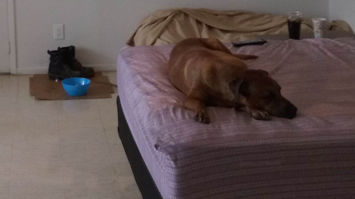 Therapy dog credited with saving owner's life goes missing | kens5.com