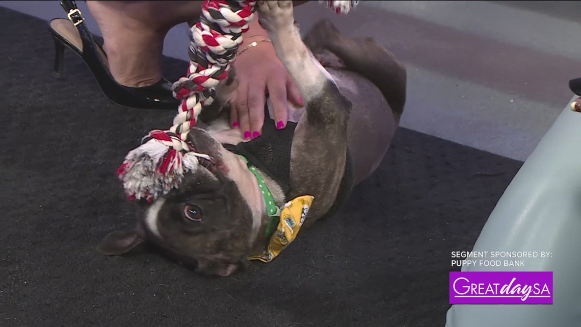 Pledge Month to help puppies | Great Day SA | kens5.com