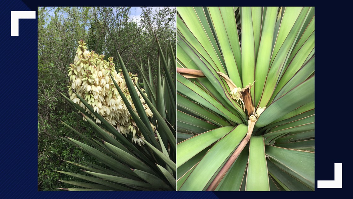 Vandals destroy yucca plants in southeast San Antonio park | kens5.com