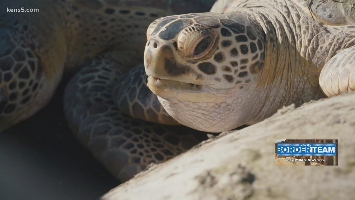 77 rescued sea turtles stunned by Arctic blast are back in the Gulf of ...