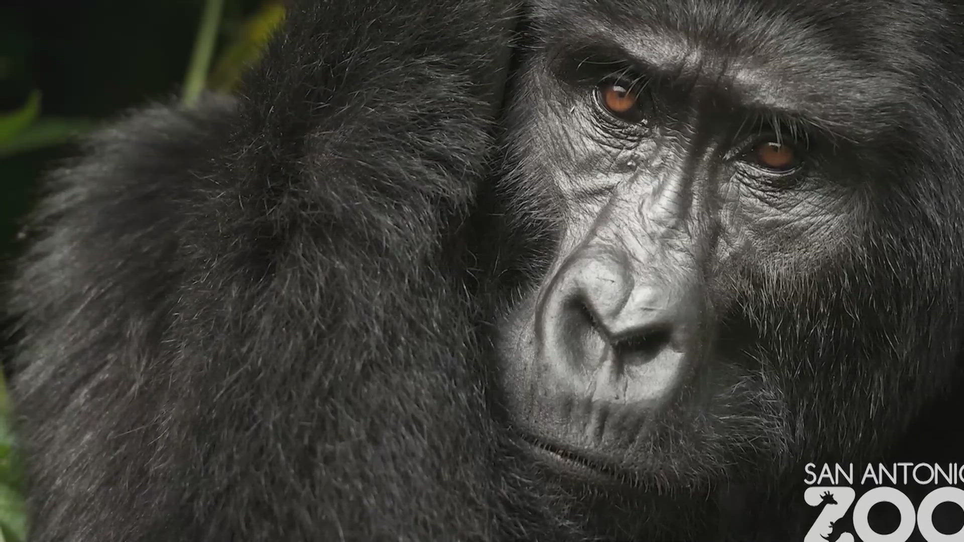 Eight gorillas coming soon to new 'Congo Falls' at San Antonio Zoo ...