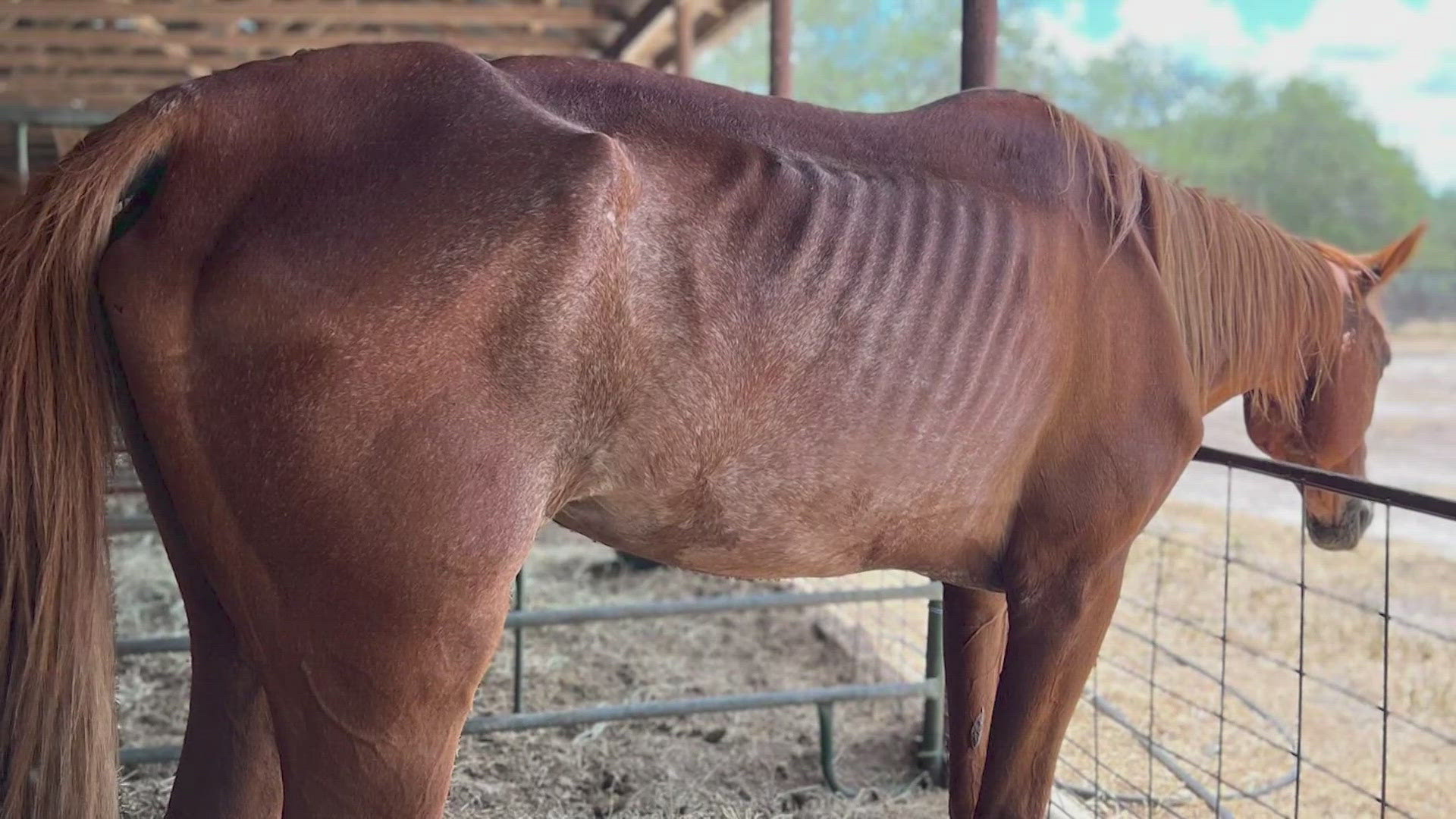 'Only humane path forward': Several horses euthanized at Gonzalez ...