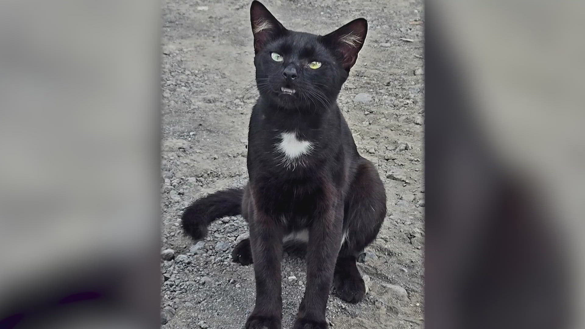 Hawaiian cat with Texas fur finds home in DFW | kens5.com