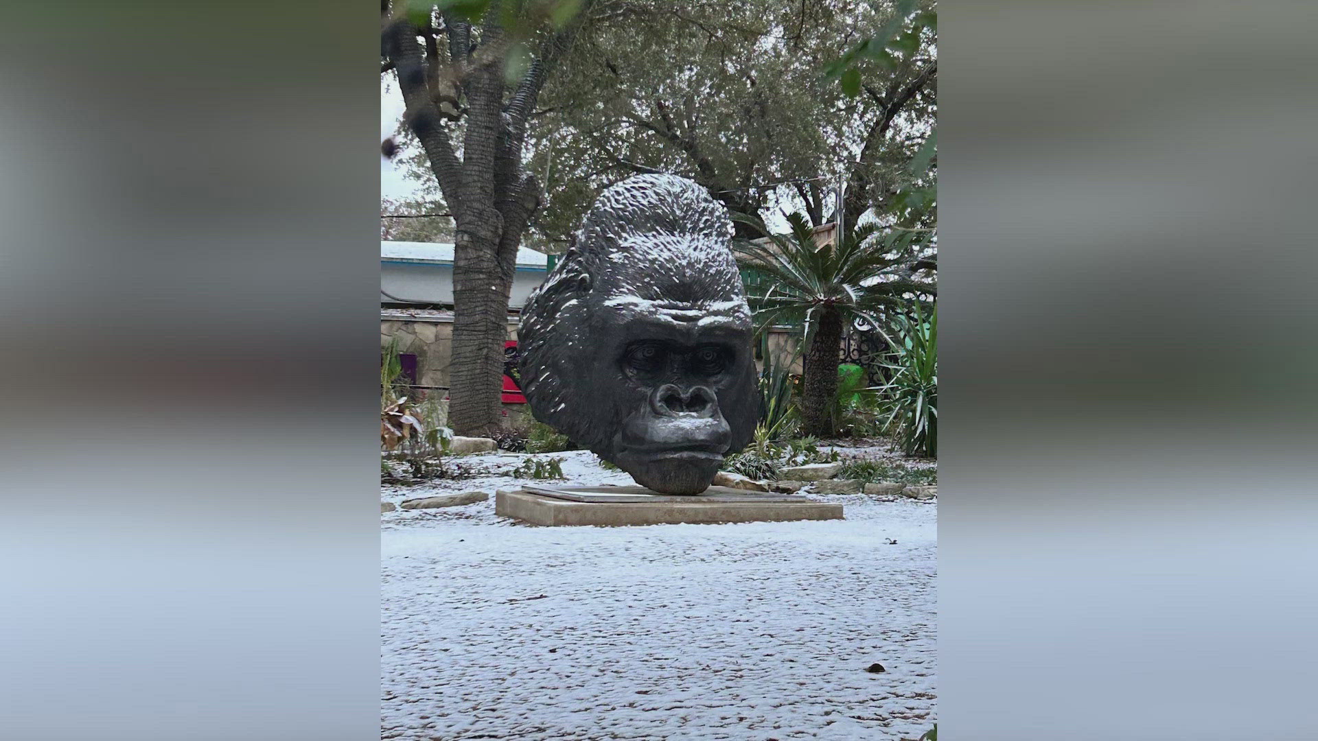 San Antonio Zoo offering special 'Snow Day' | kens5.com