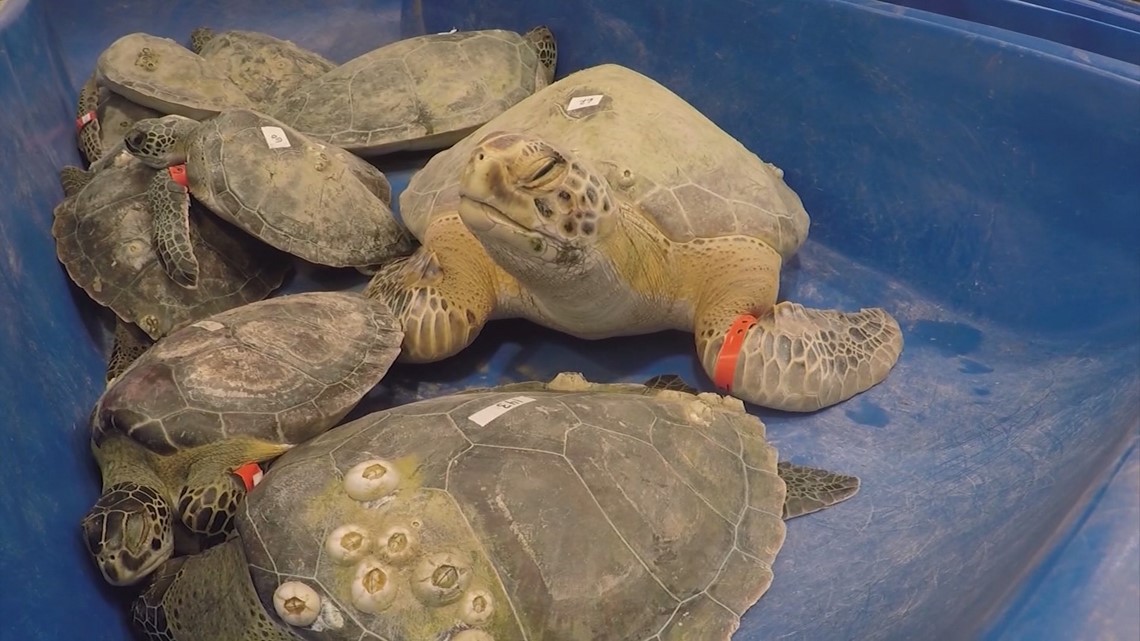 S.A. Zoo, Texas Parks and Wildlife work with Texas ranch owners to ...