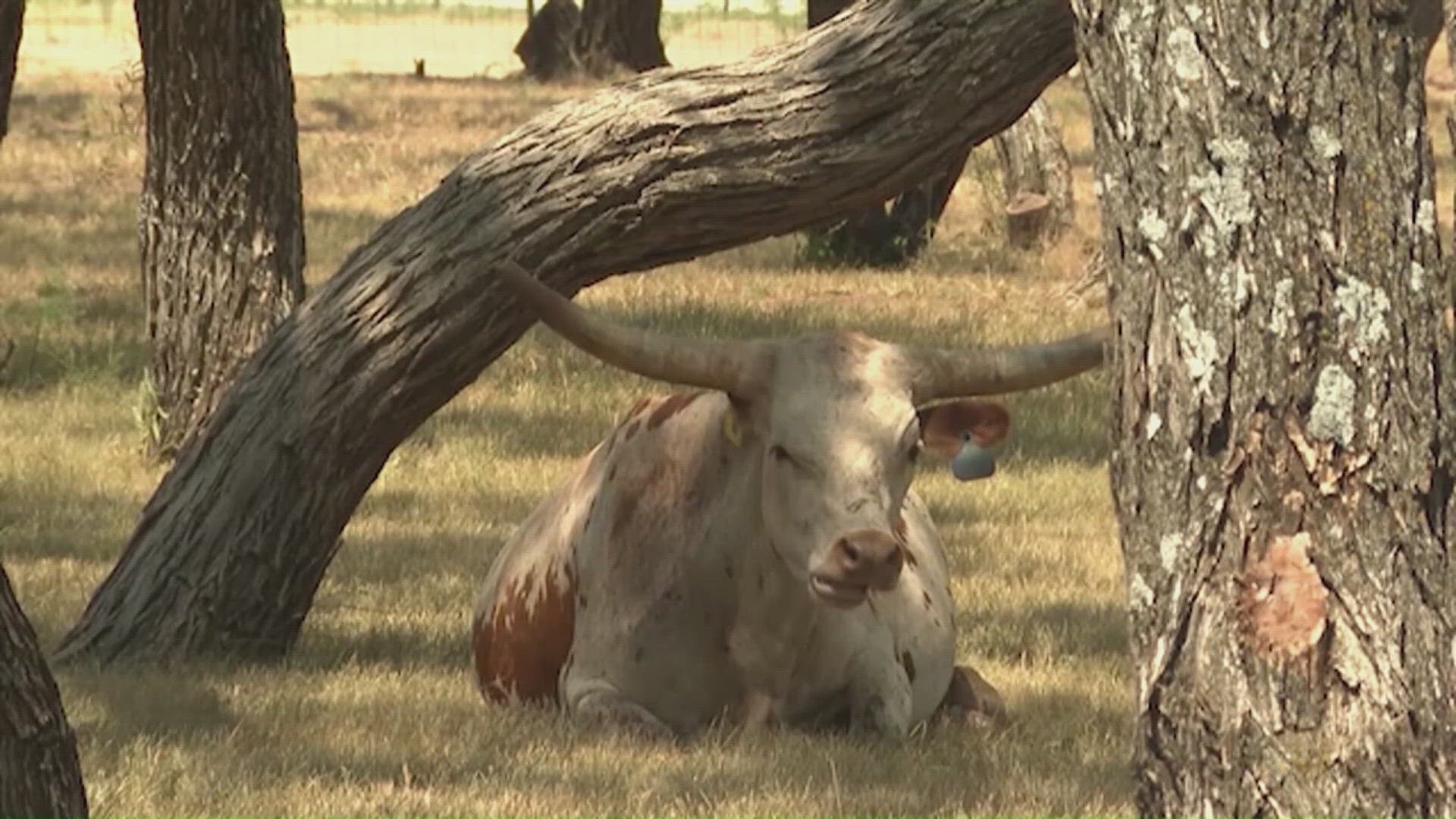'Texas is resilient' | USDA secretary and Gov. Greg Abbott announce ...
