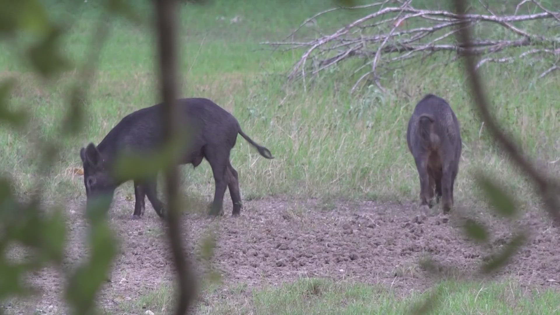 The fight against wild hogs: Texas A&M Natural Resources Institute ...