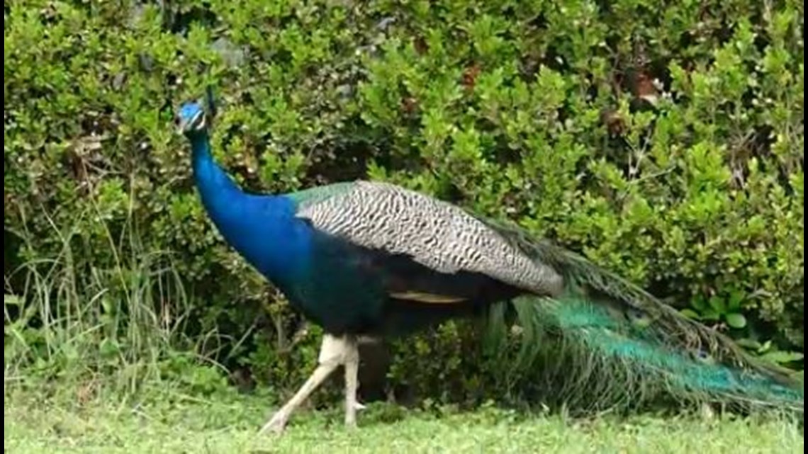 Neighbors locked in feud over peacocks and peahens | kens5.com