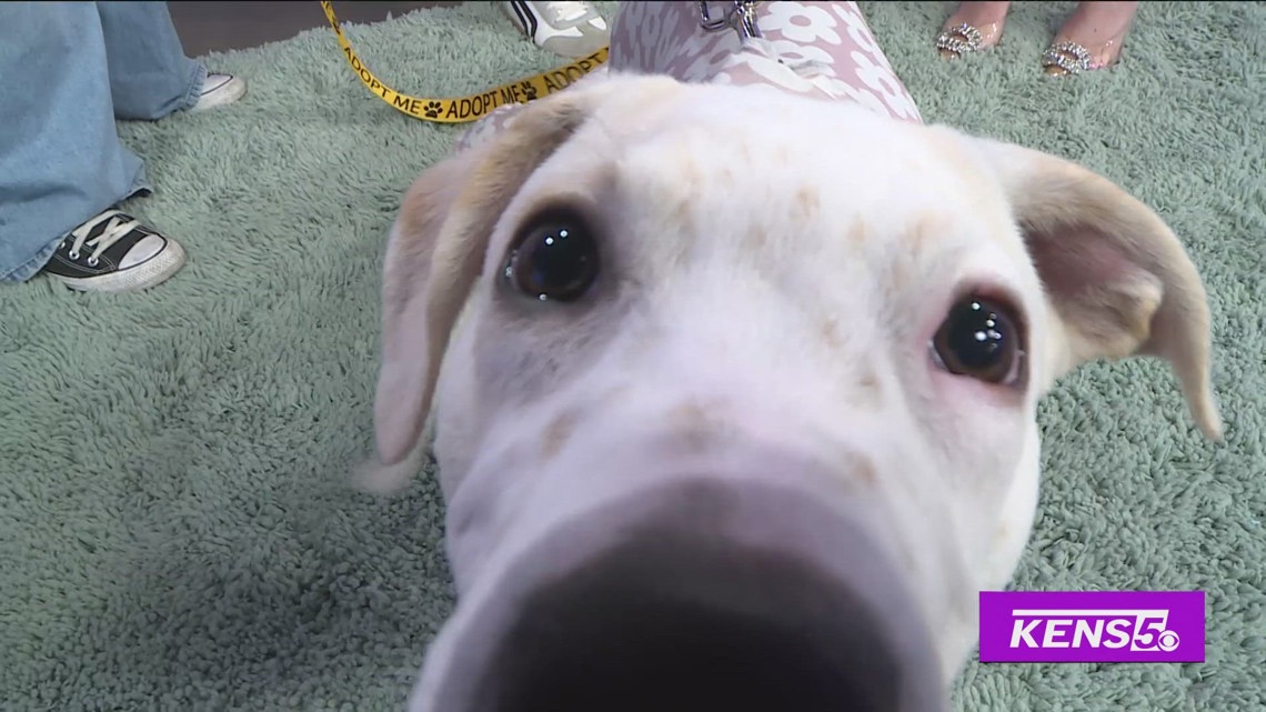 Rosco's Rescue | Great Day SA | kens5.com