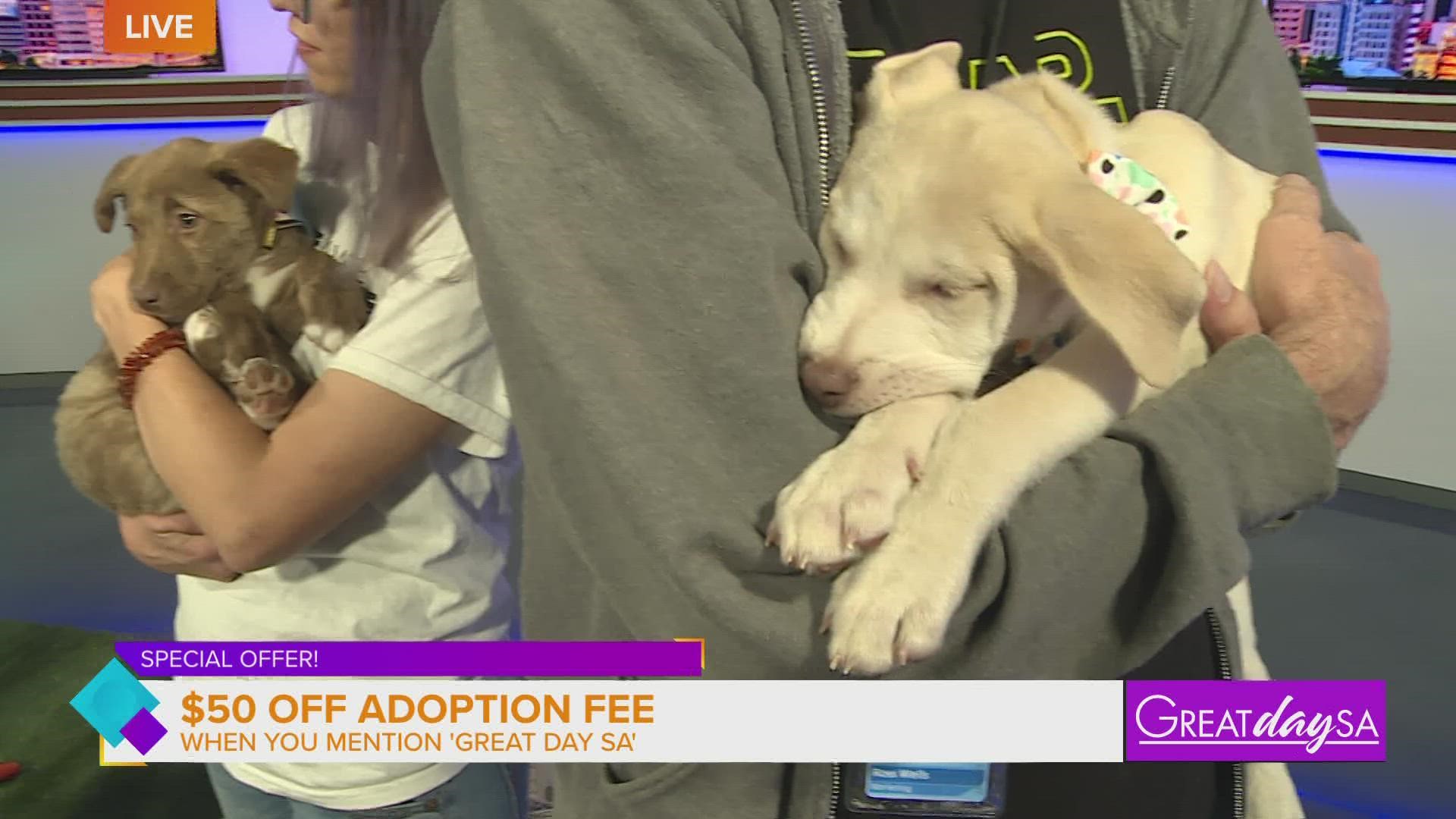 Can Puppies Survive At 53 Days