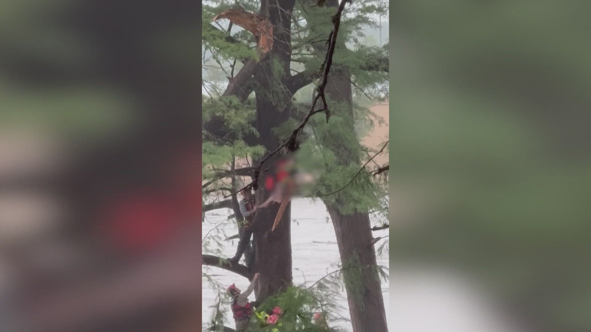 Video shows woman stuck in tree after treading floodwaters for 20 miles ...