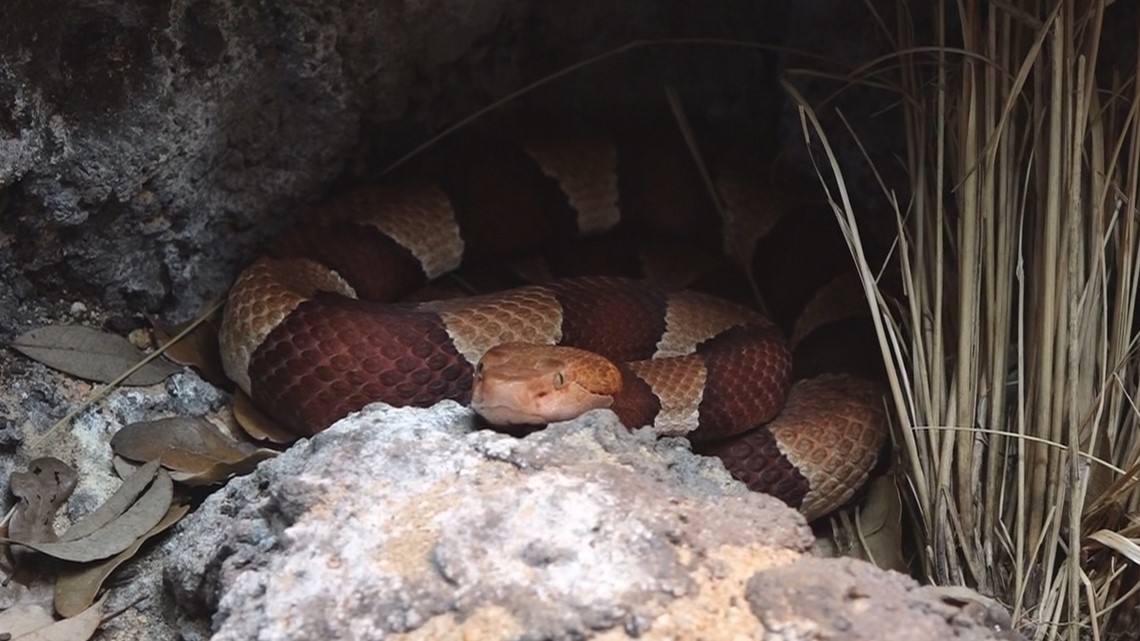 Venomous snakes begin appearing with Texas heat | kens5.com