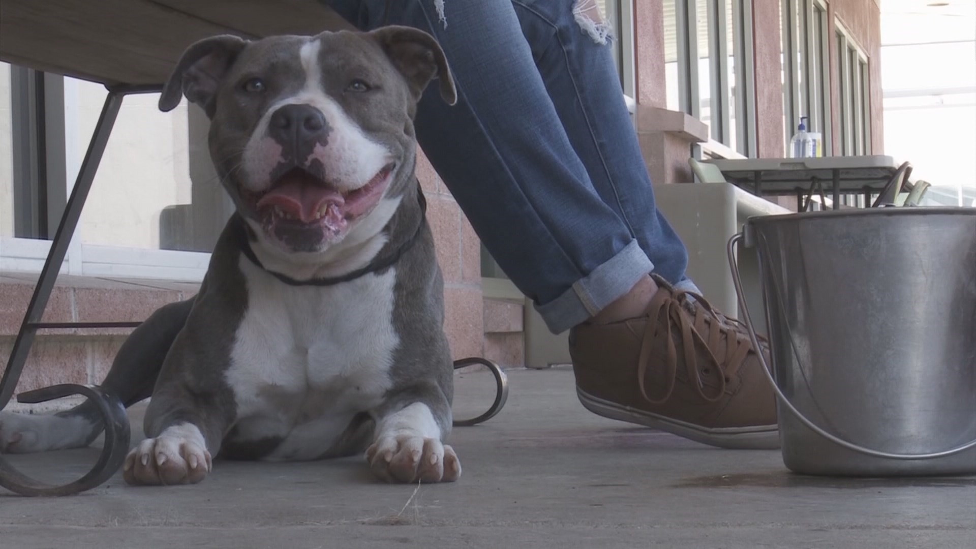 SAPA! waiving dog adoption fees for one week in September | kens5.com