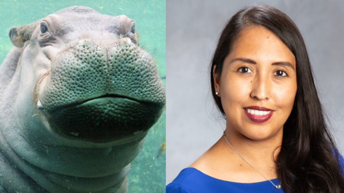 San Antonio's Timothy the Hippo puts his foot in 2020 election | kens5.com