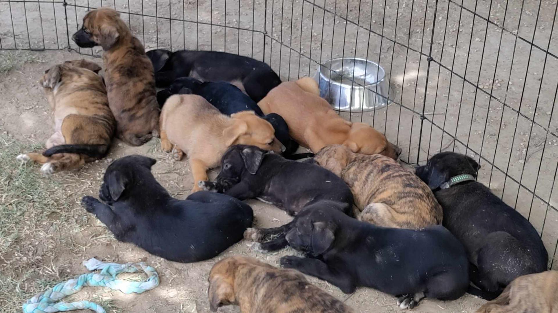 Sweet Boxer Retriever mix named Suzie has been waiting over two years ...