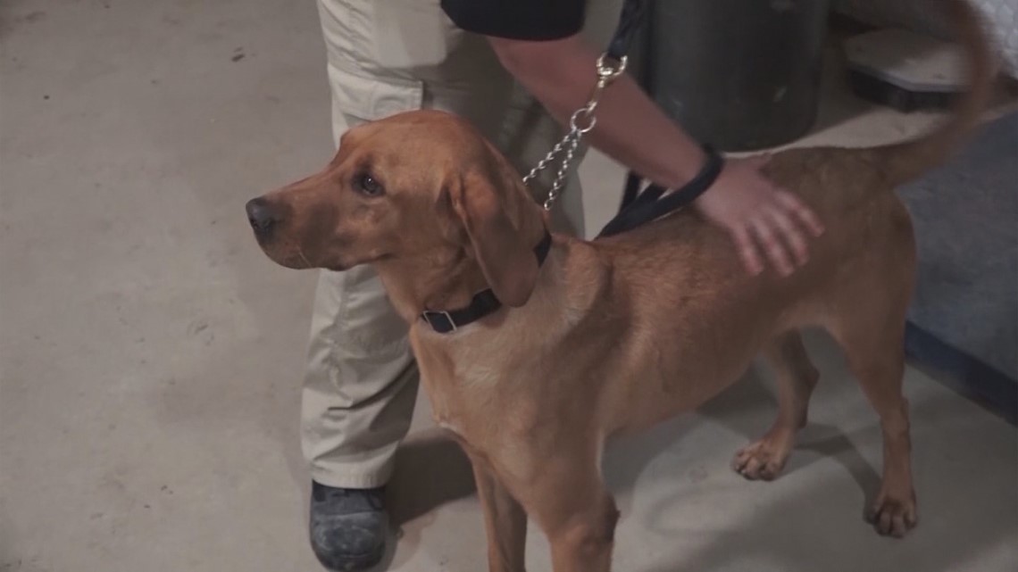 TSA training search K-9's and handlers in San Antonio | kens5.com