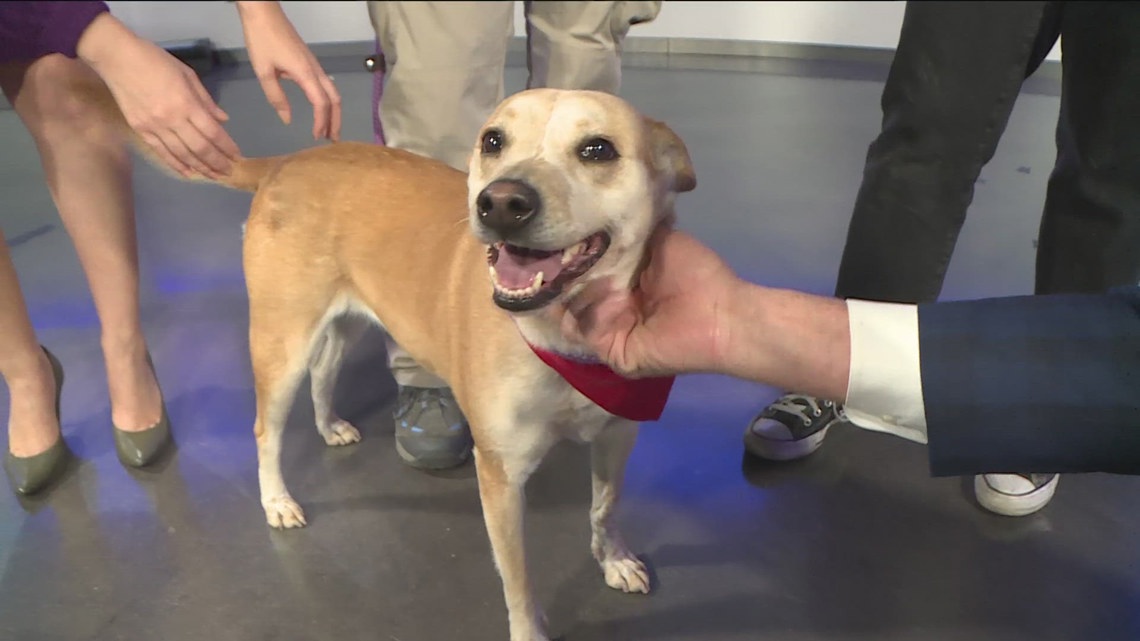 Meet Pretty Patty, our Pet of the Week! | kens5.com
