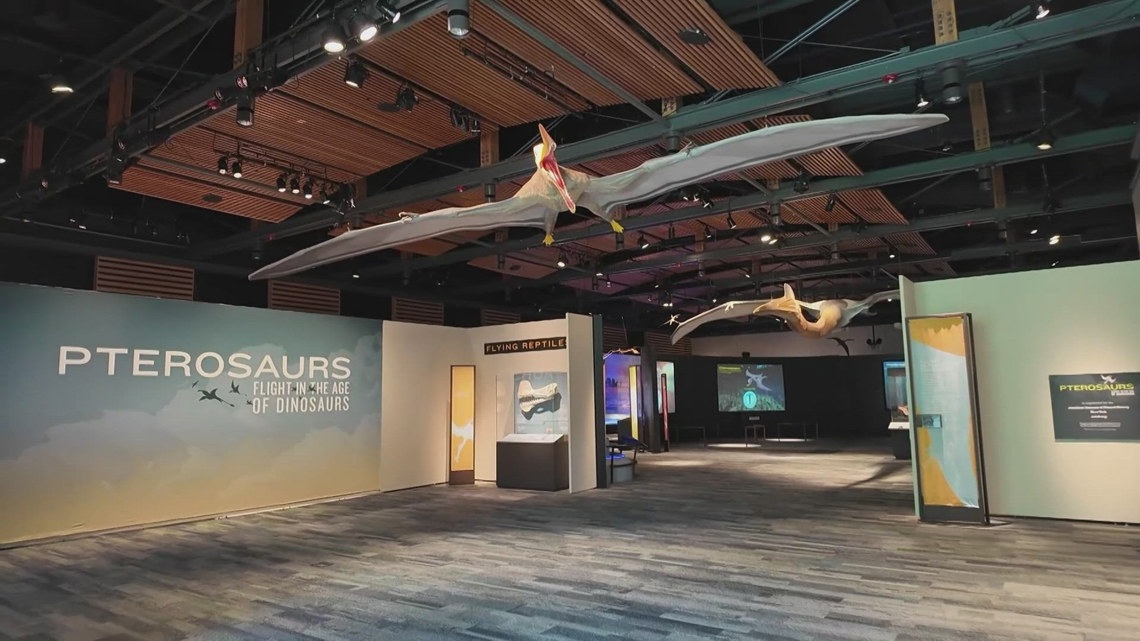 New Pterosaurs exhibit at the Witte Museum | Great Day SA | kens5.com