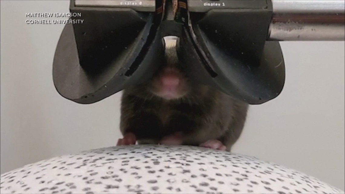 Mice using VR headsets for Alzheimer's research | kens5.com