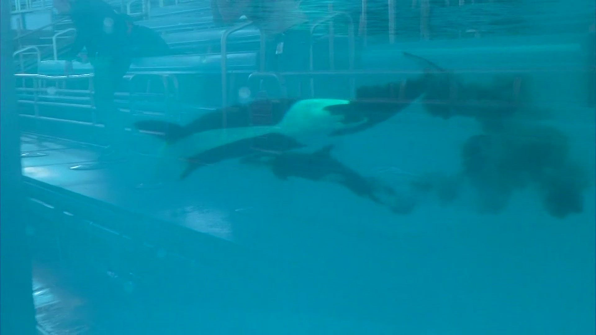 Baby killer whale ‘Kyara' dies at SeaWorld San Antonio | kens5.com