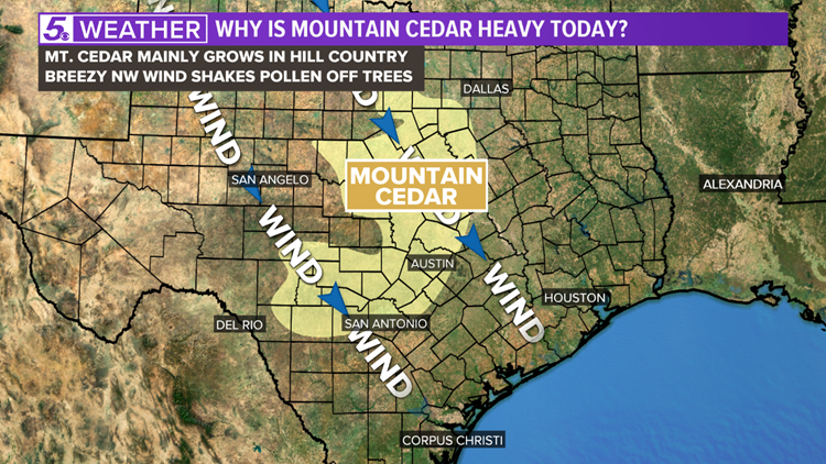 Cedar Fever: Why has mountain cedar been so bad recently? | kens5.com