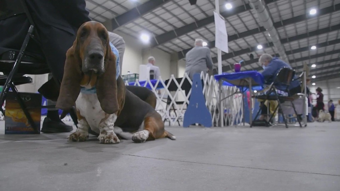 Inside look at River City Cluster of Dog Shows | kens5.com
