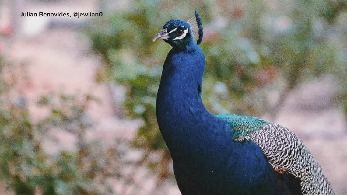 Peacock blamed for injuries to children, mom sues San Antonio Botanical ...