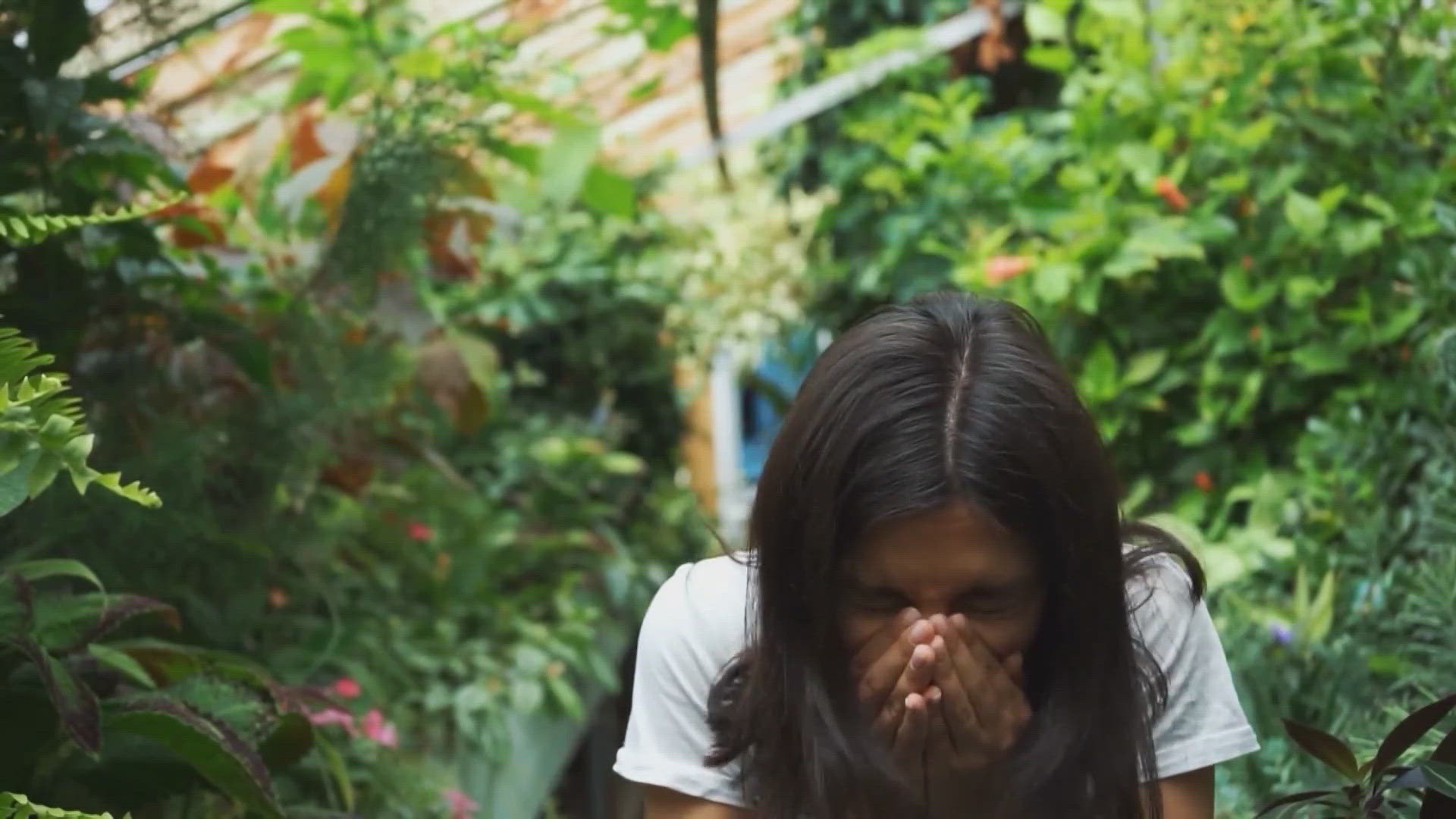 Mountain cedar expected to decrease in San Antonio after mild season ...